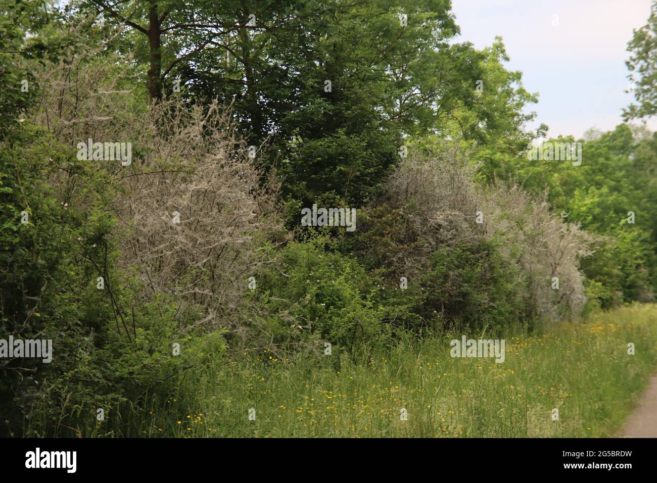 Web of the spider moth in all kinds of bushes in Nieuwerkerk aan den ...