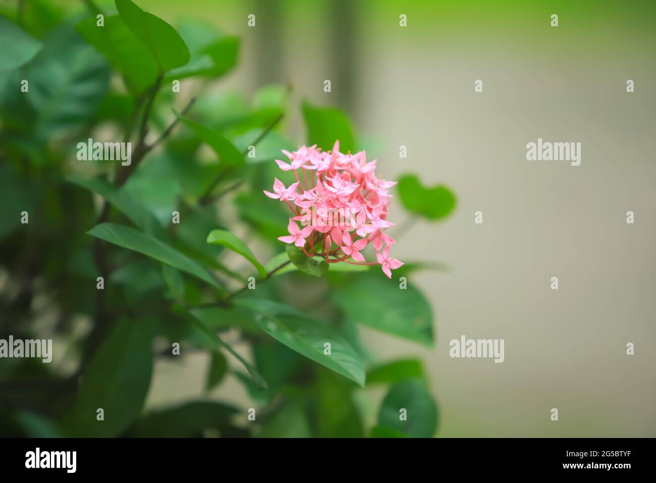 Flowers of bangladesh hi-res stock photography and images - Alamy