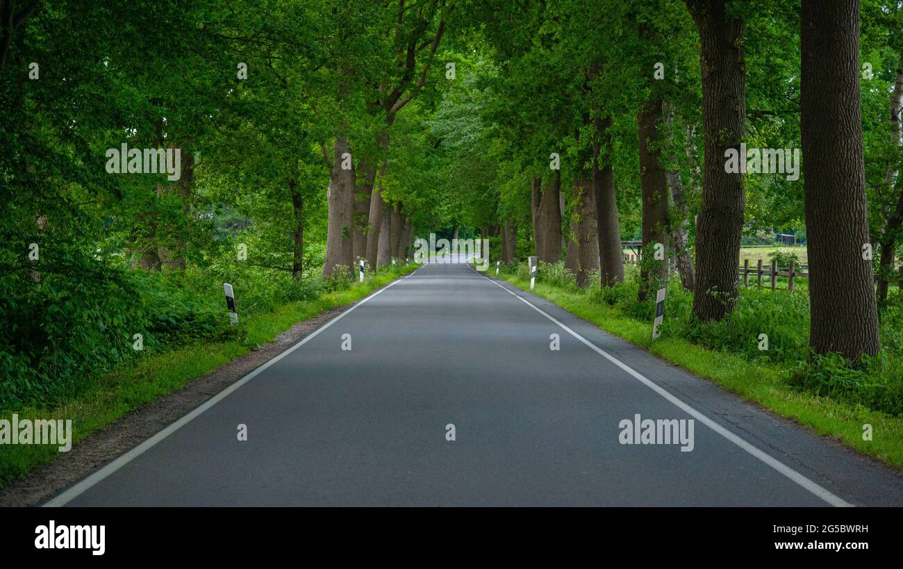 Asphalt road surrounded by dense trees on both sides Stock Photo - Alamy