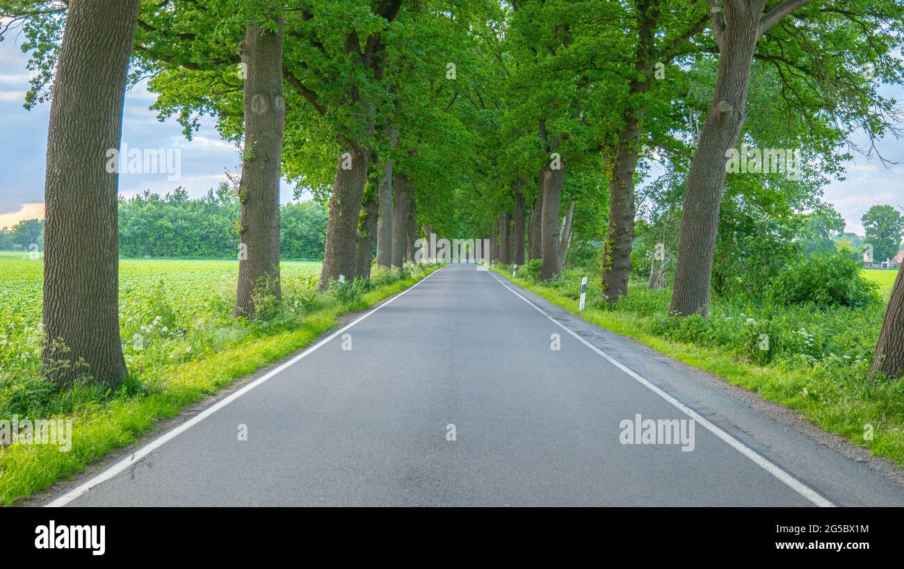 Asphalt road surrounded by dense vegetation on both sides Stock Photo ...