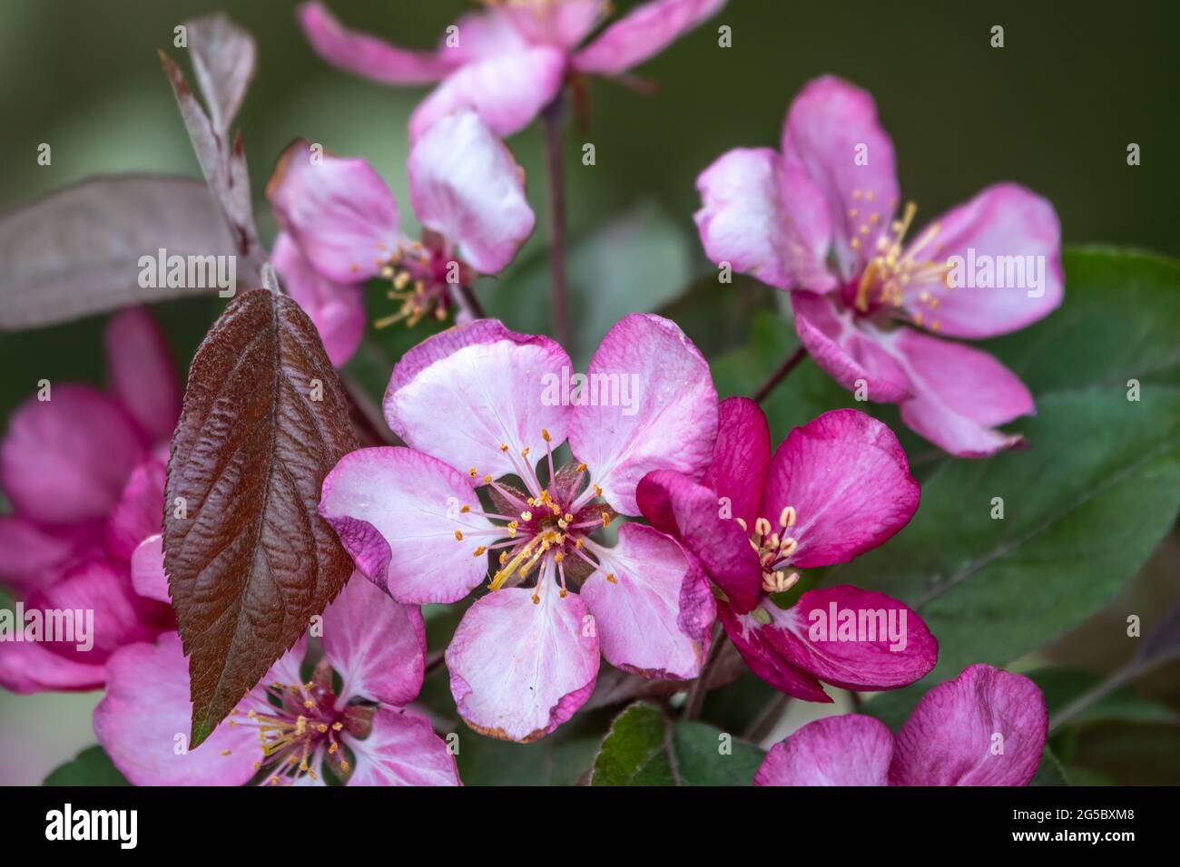 Fresh pink flowers of a blossoming apple tree with blured background ...