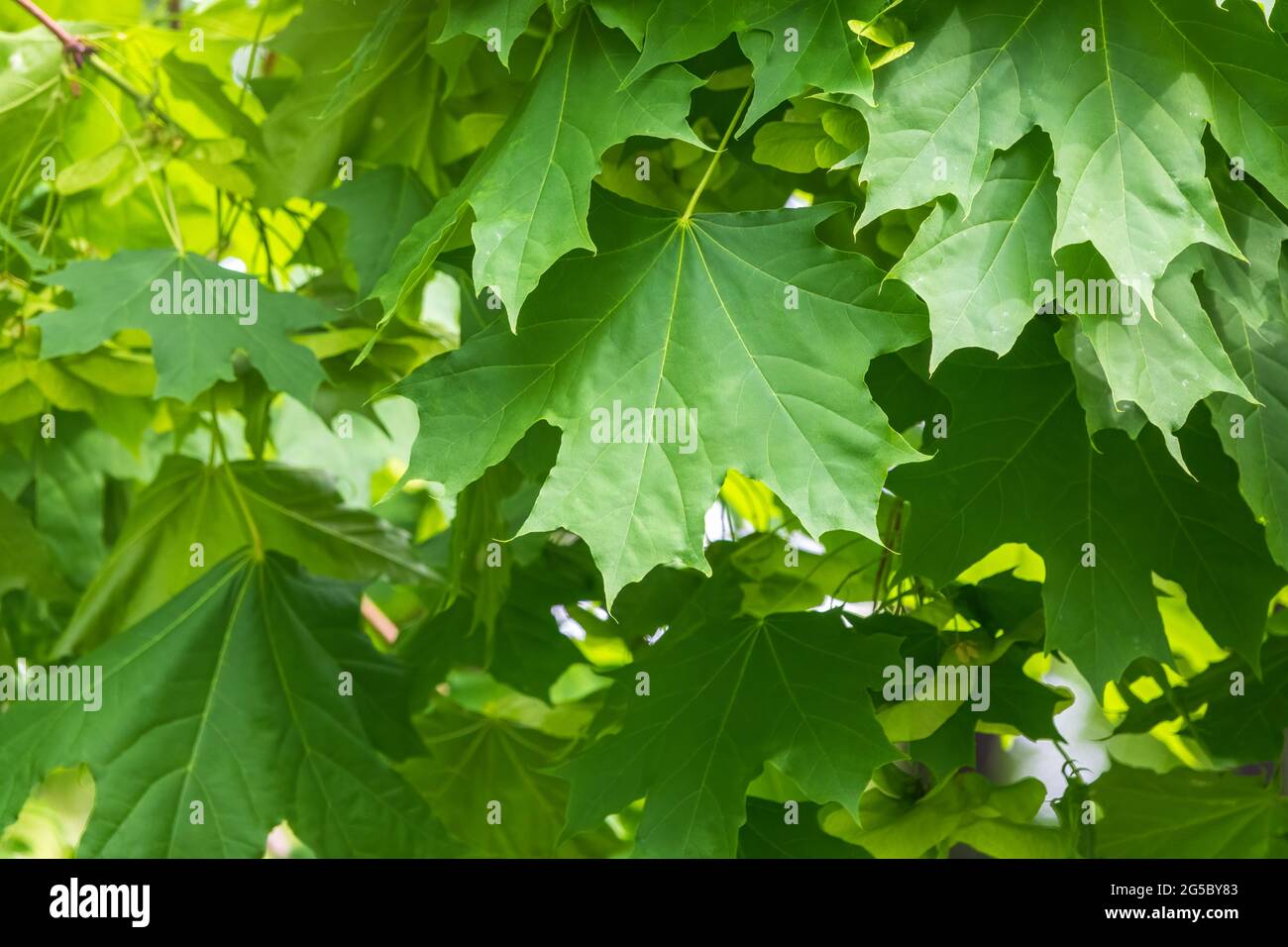 Spring branches of maple tree with fresh green leaves. Spring ...