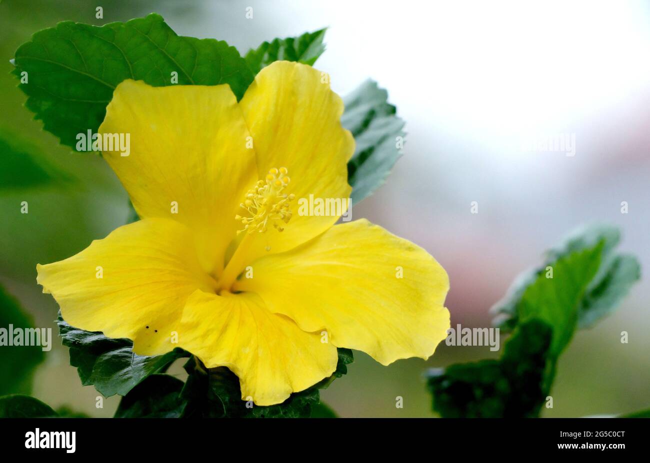 Another side view hi-res stock photography and images - Alamy