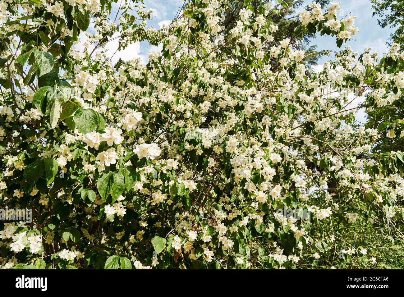 Celinda philadelphus, also called Philadelphus coronarius, on an out-of ...