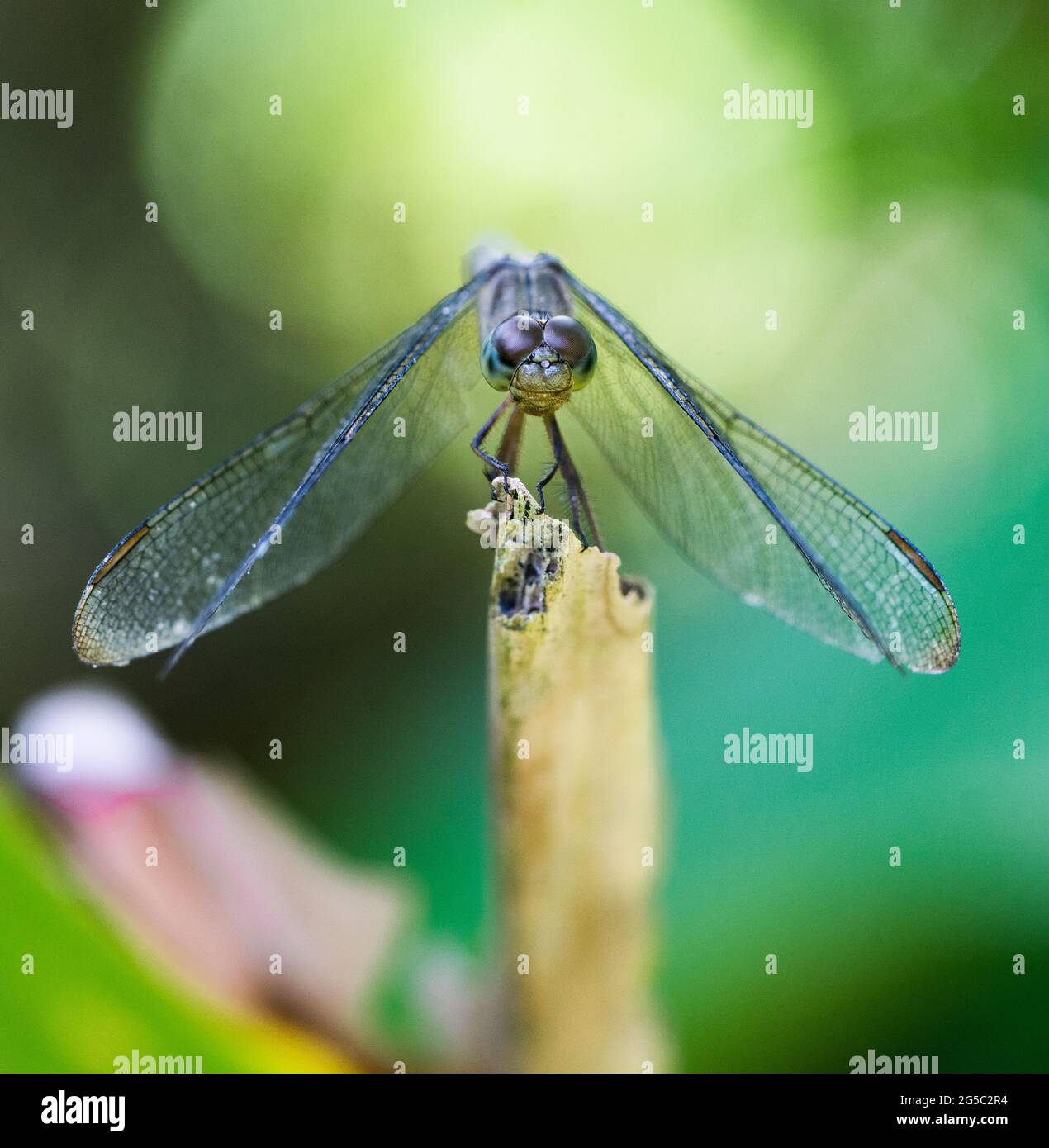 Dragonfly asia hi-res stock photography and images - Alamy