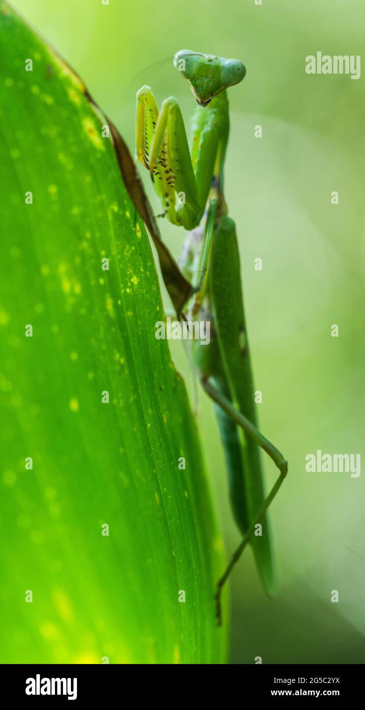 Mantis legs hi-res stock photography and images - Alamy