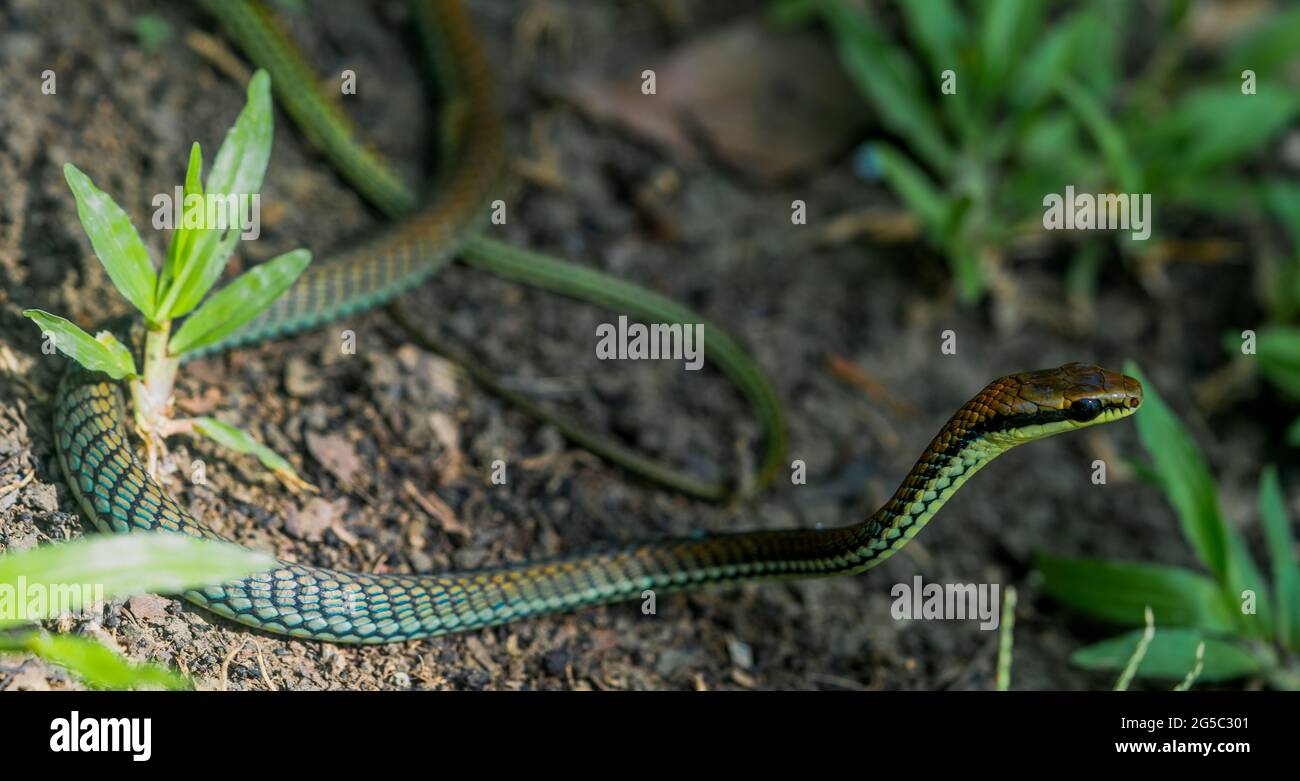 Philippines snake hi-res stock photography and images - Alamy