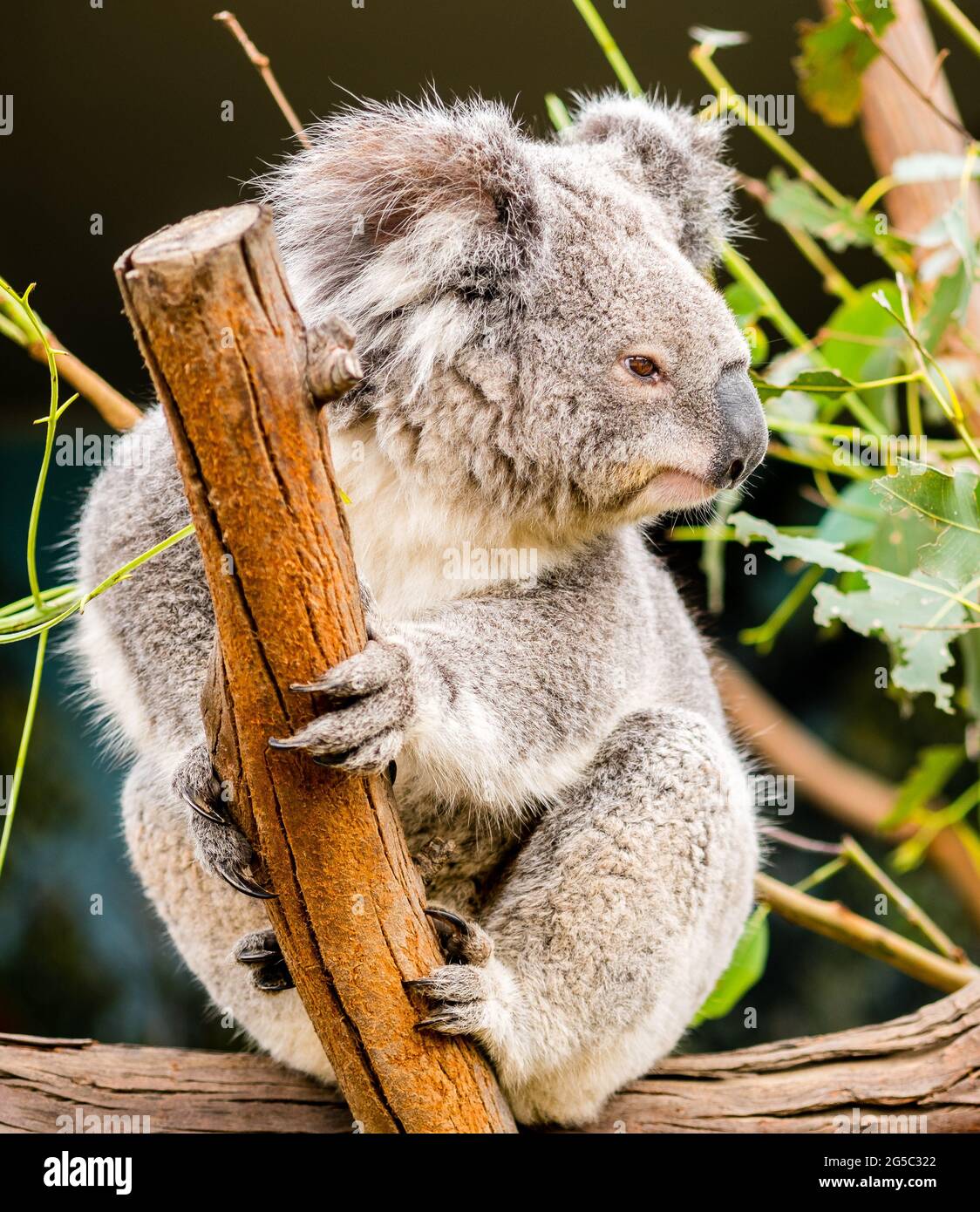 A cute koala sitting in the tree Stock Photo - Alamy