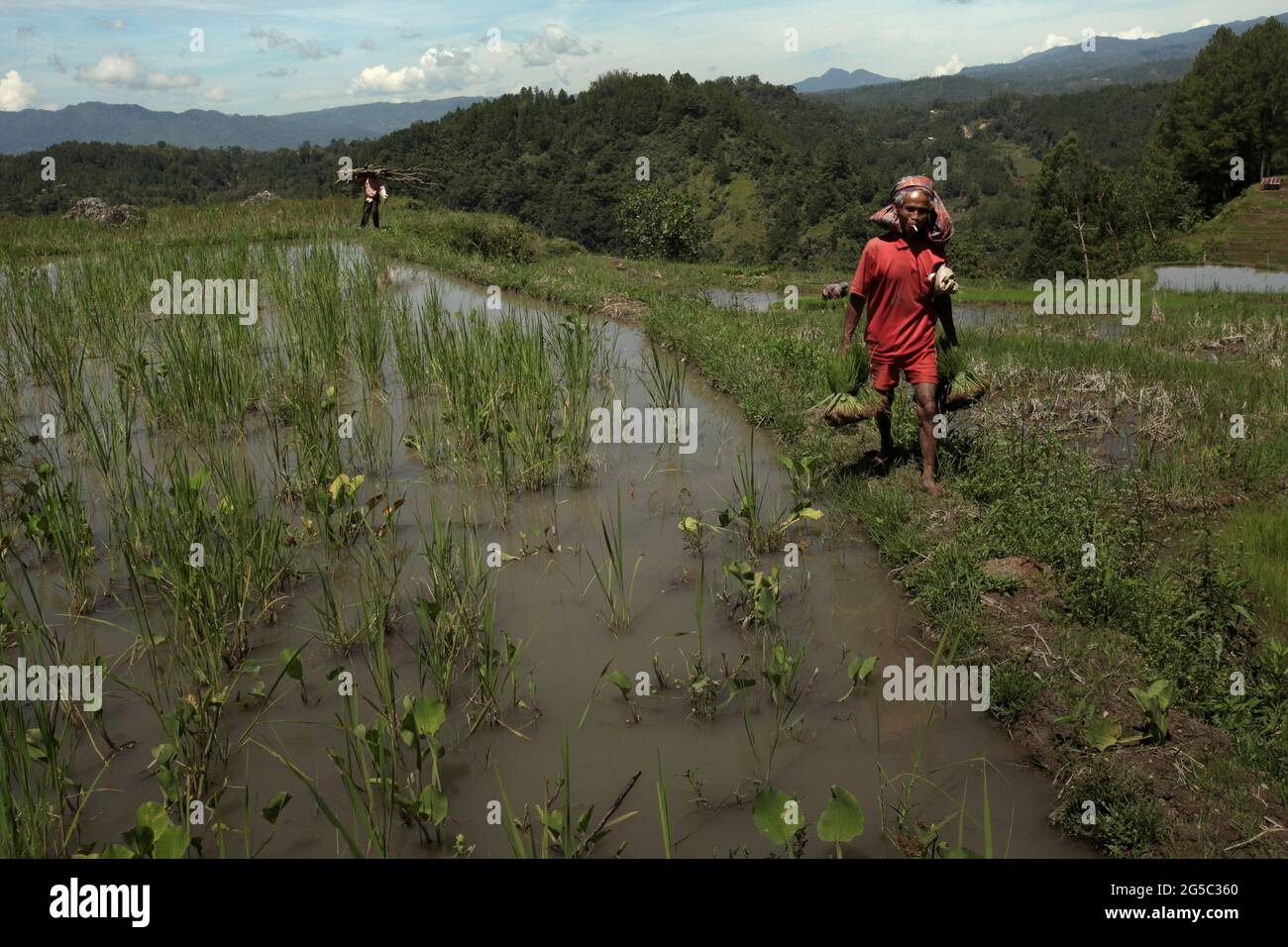 Agricultural paddy field embankment hi-res stock photography and images ...