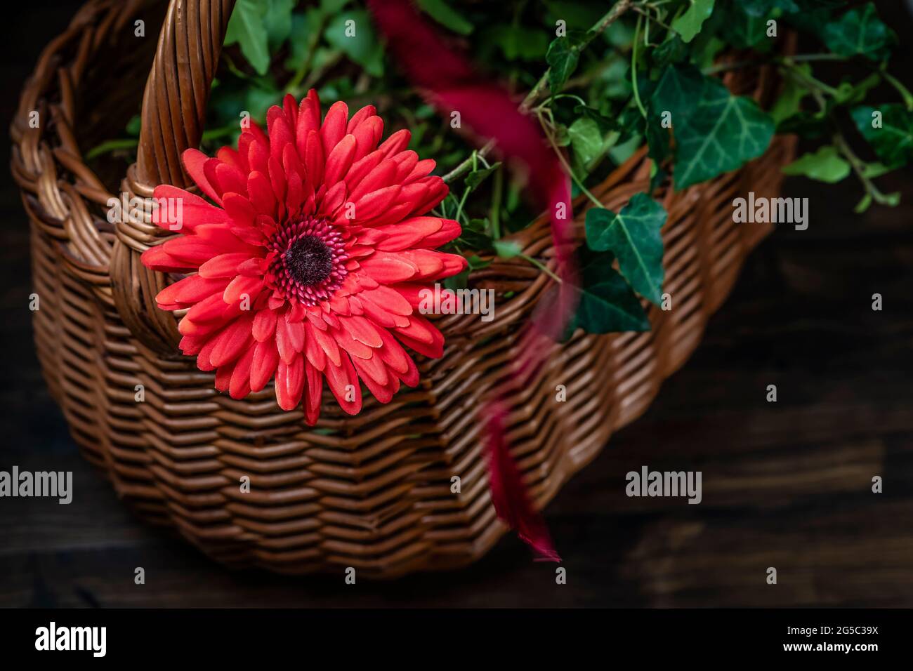 Gerbera leaves hi-res stock photography and images - Alamy