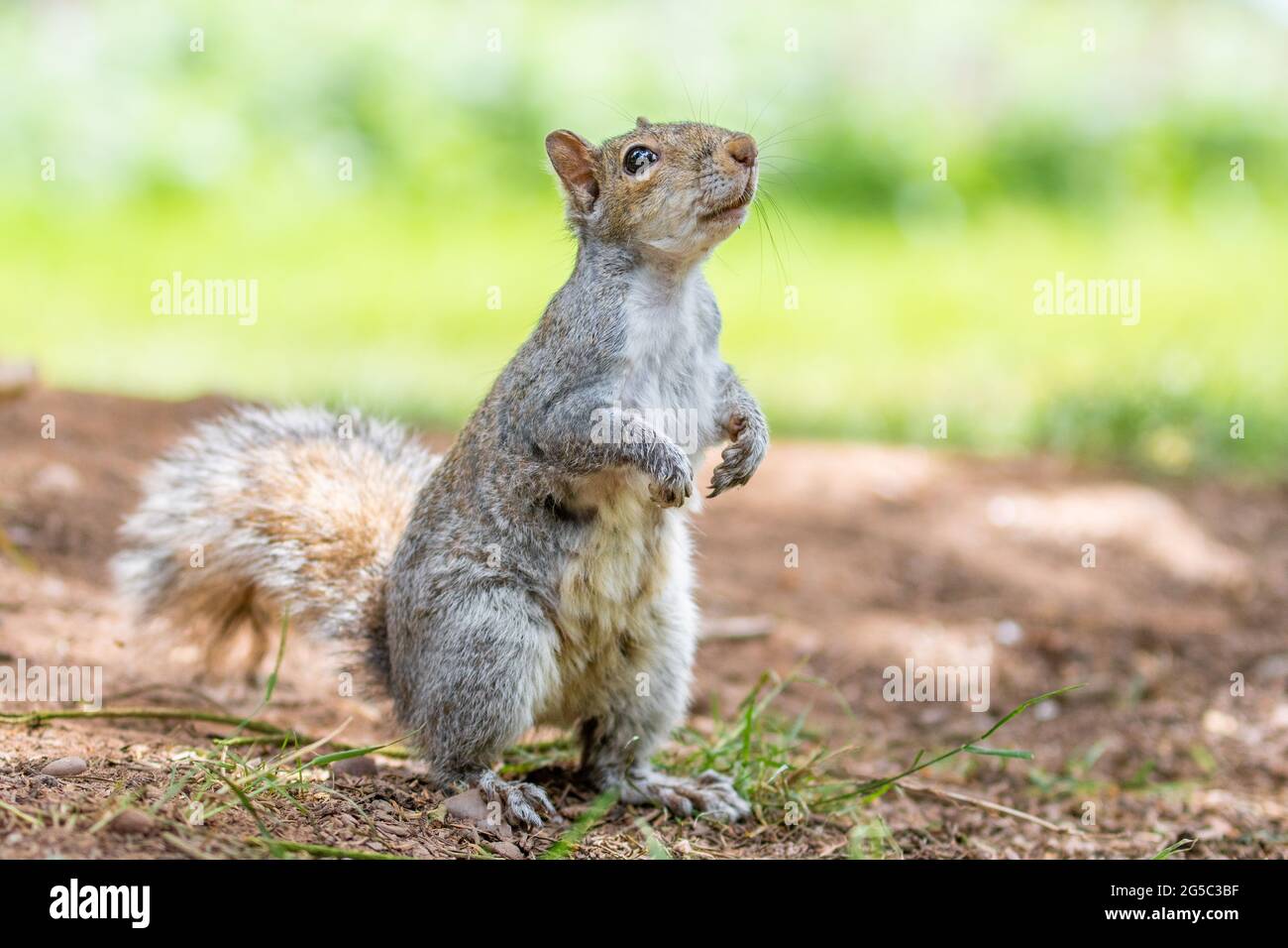 A portrait of a common grey squirrel standing on its hind legs Stock ...