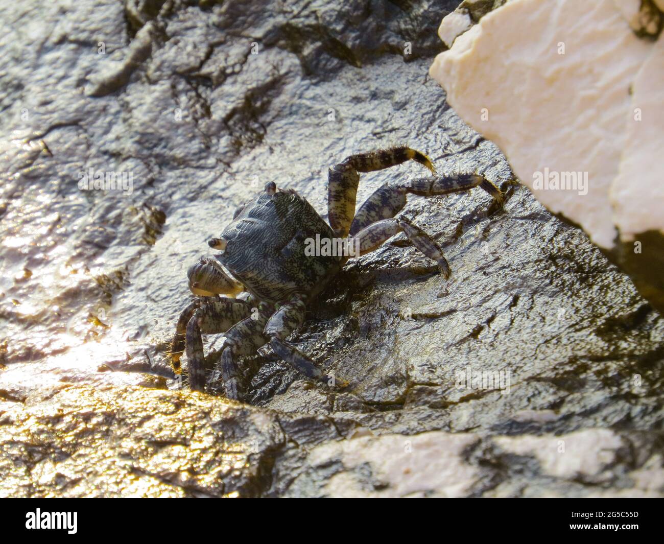 Large stone crab hi-res stock photography and images - Alamy