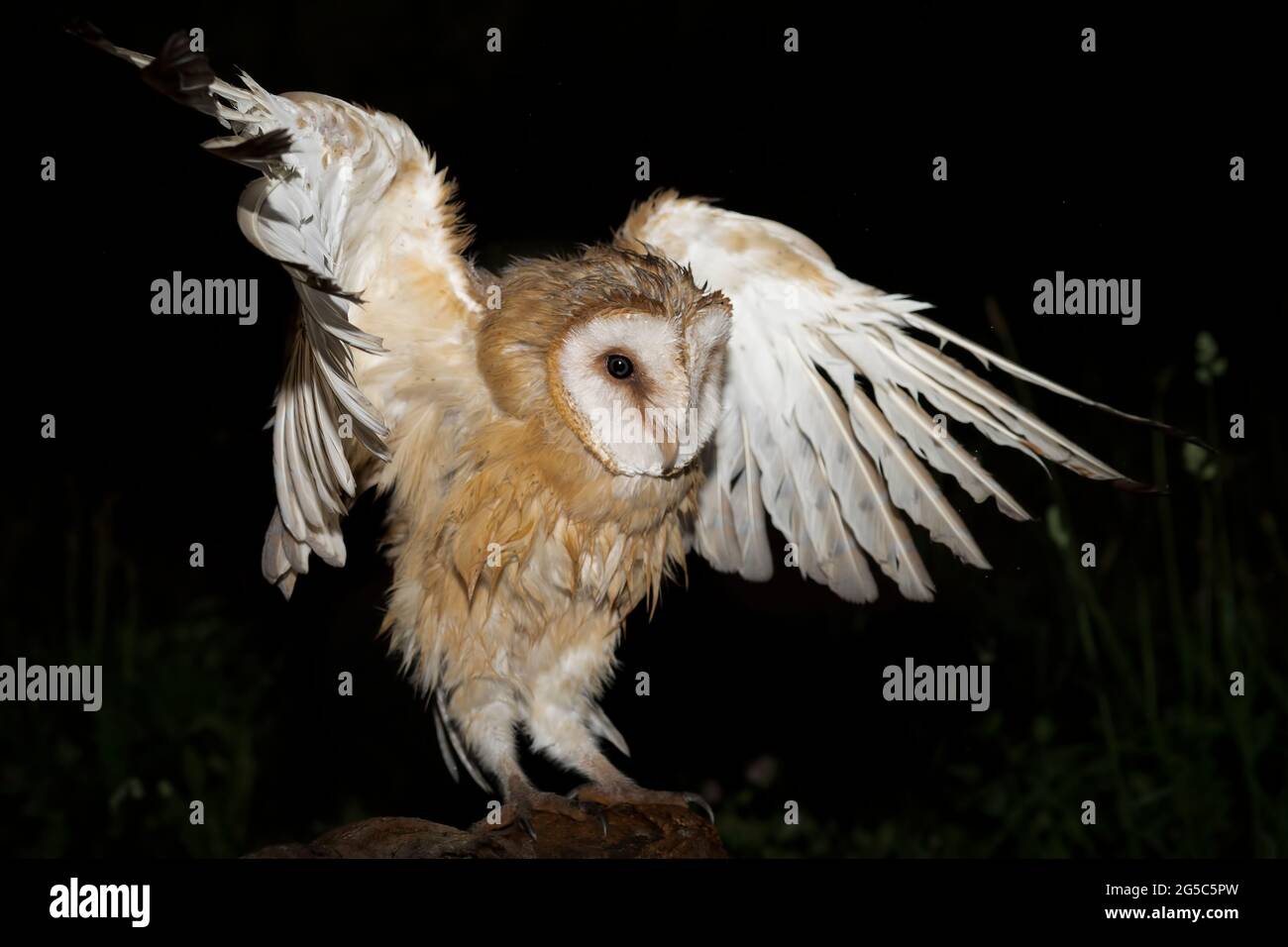 Owl and thunder hi-res stock photography and images - Alamy