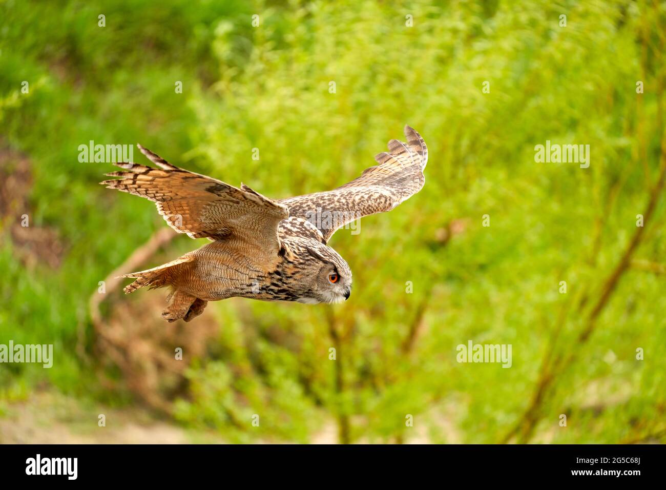 Eagle Owl, flies over grass, sand and undergrowth. The bird of prey ...