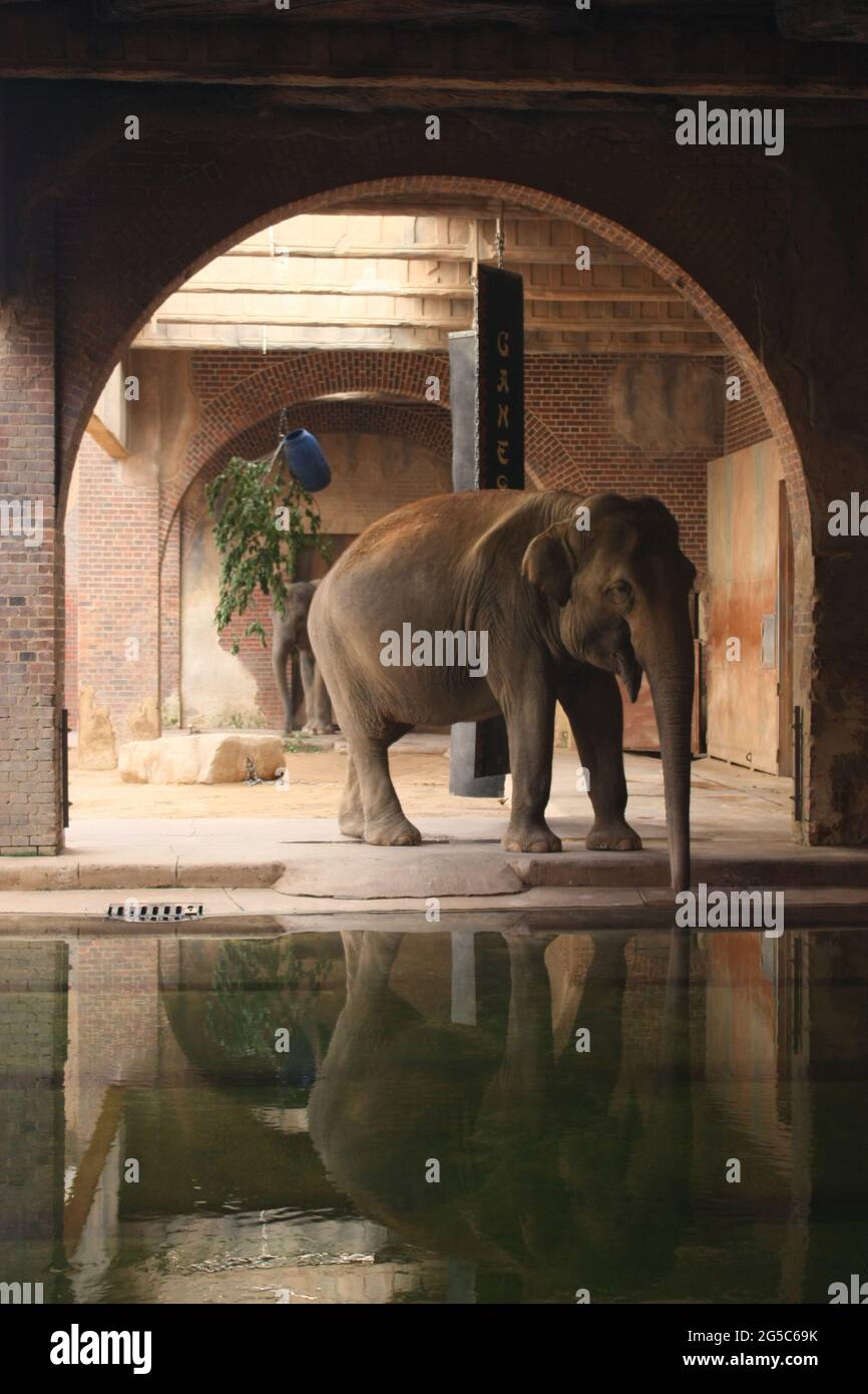 indian elephants in their compound at the pool Stock Photo - Alamy