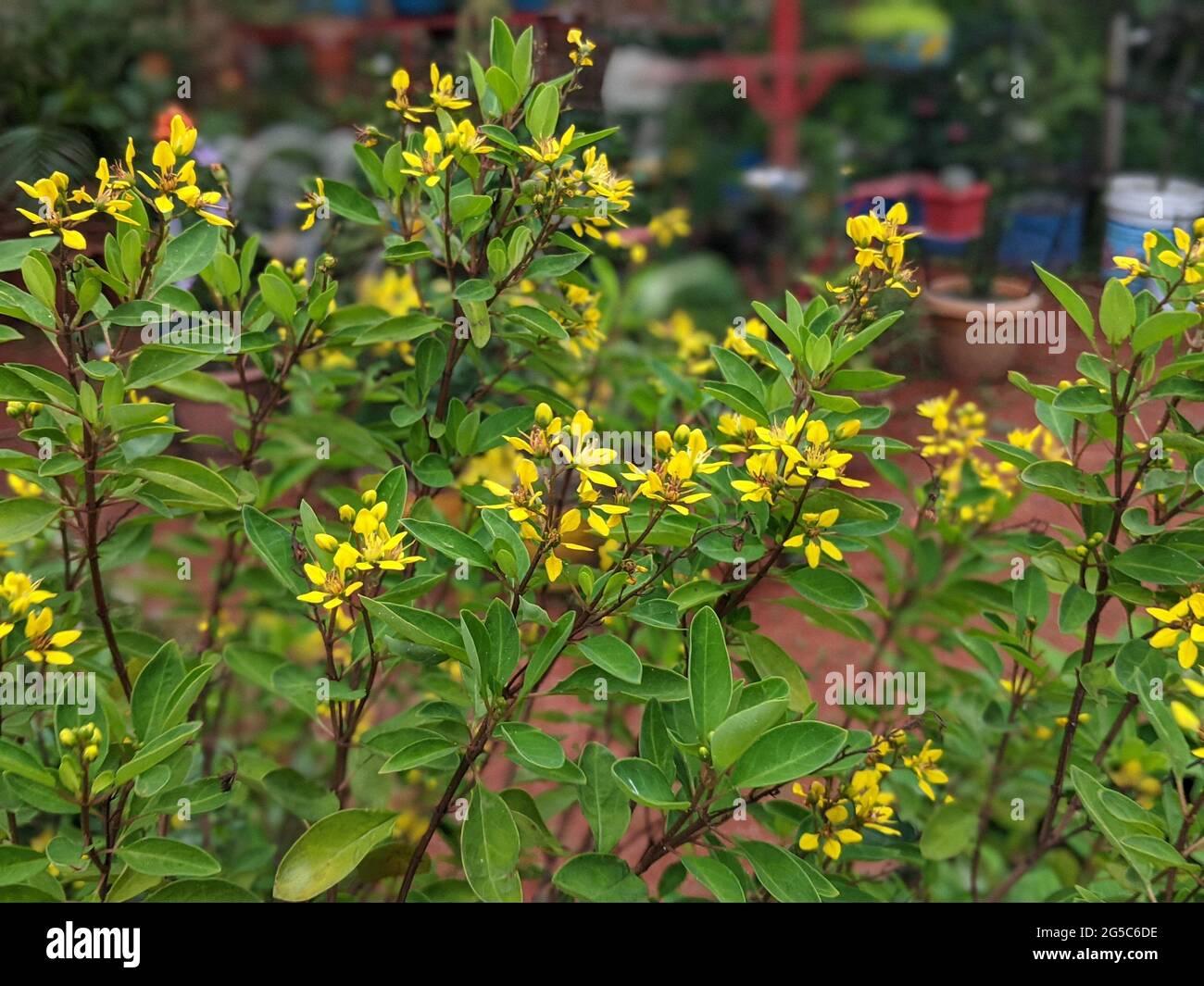 Galphimia hi-res stock photography and images - Alamy