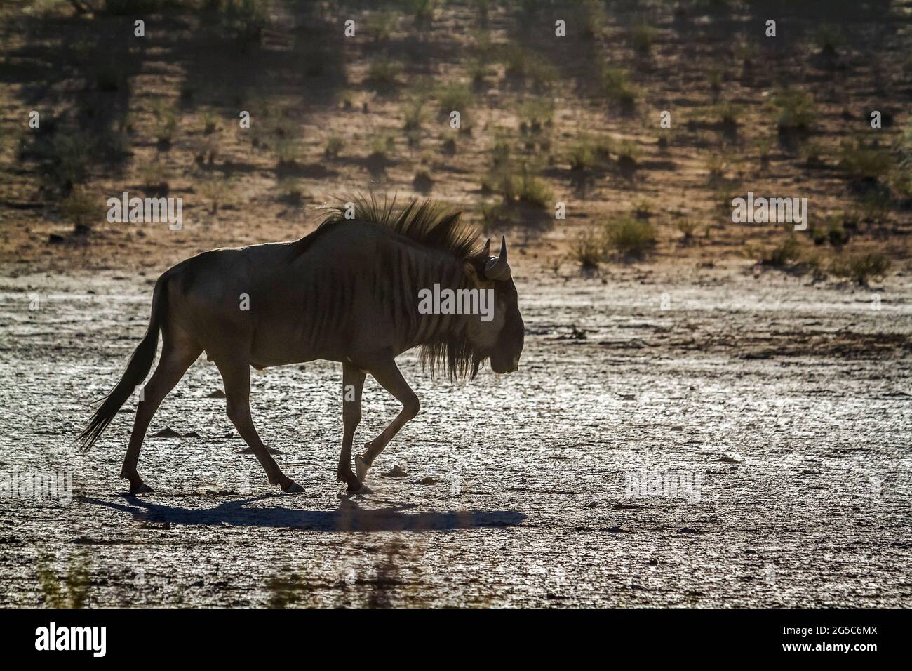 Blue wildebeest walking in dry land in backlit in Kgalagadi ...