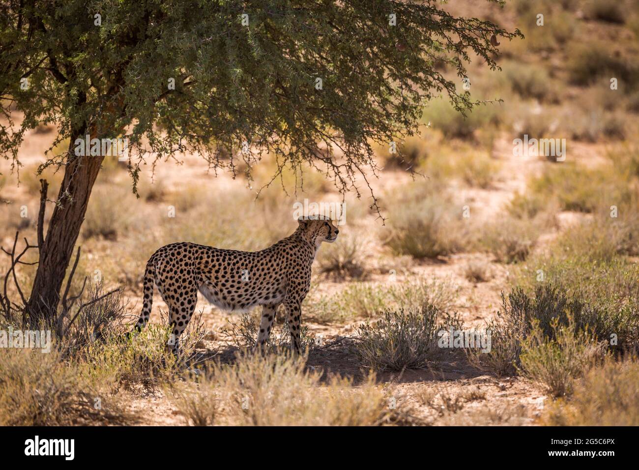 Cheetah standing in tree shadow in Kgalagadi transfrontier park, South ...