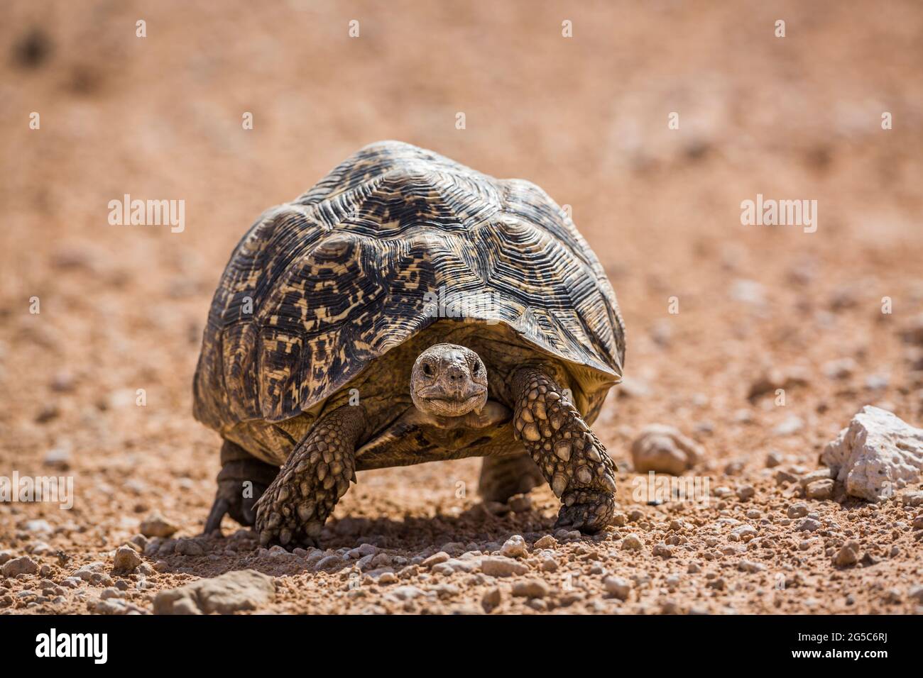 Leopard tortoise walking front view in desert in Kgalagadi ...