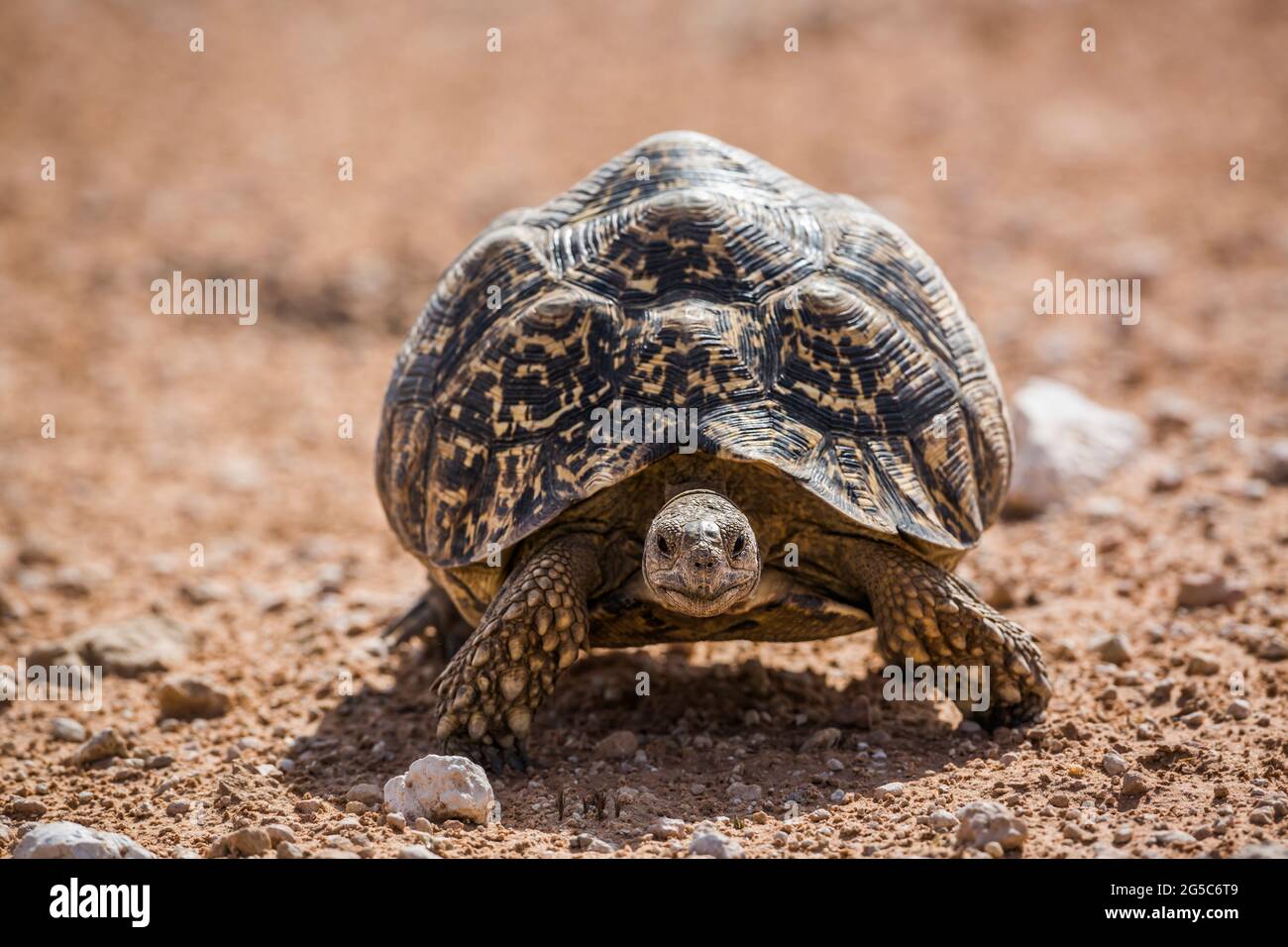 Leopard tortoise walking front view in desert in Kgalagadi ...