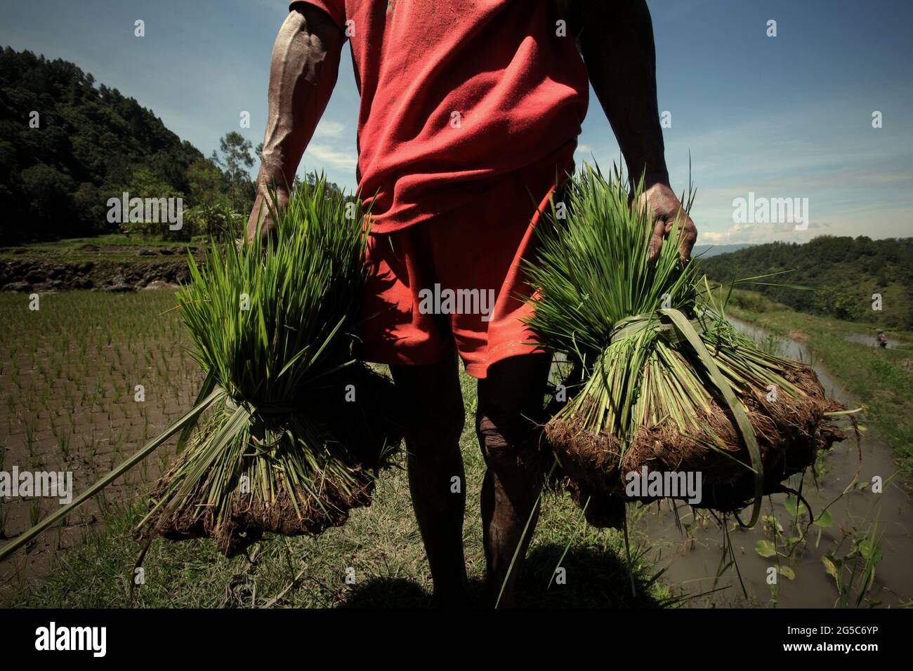 A rice farmer carrying bunches of young rice plants, walking on ...
