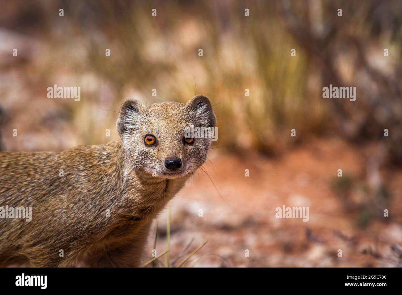 Yellow mongoose portrait isolated in natural background in Kgalagadi ...