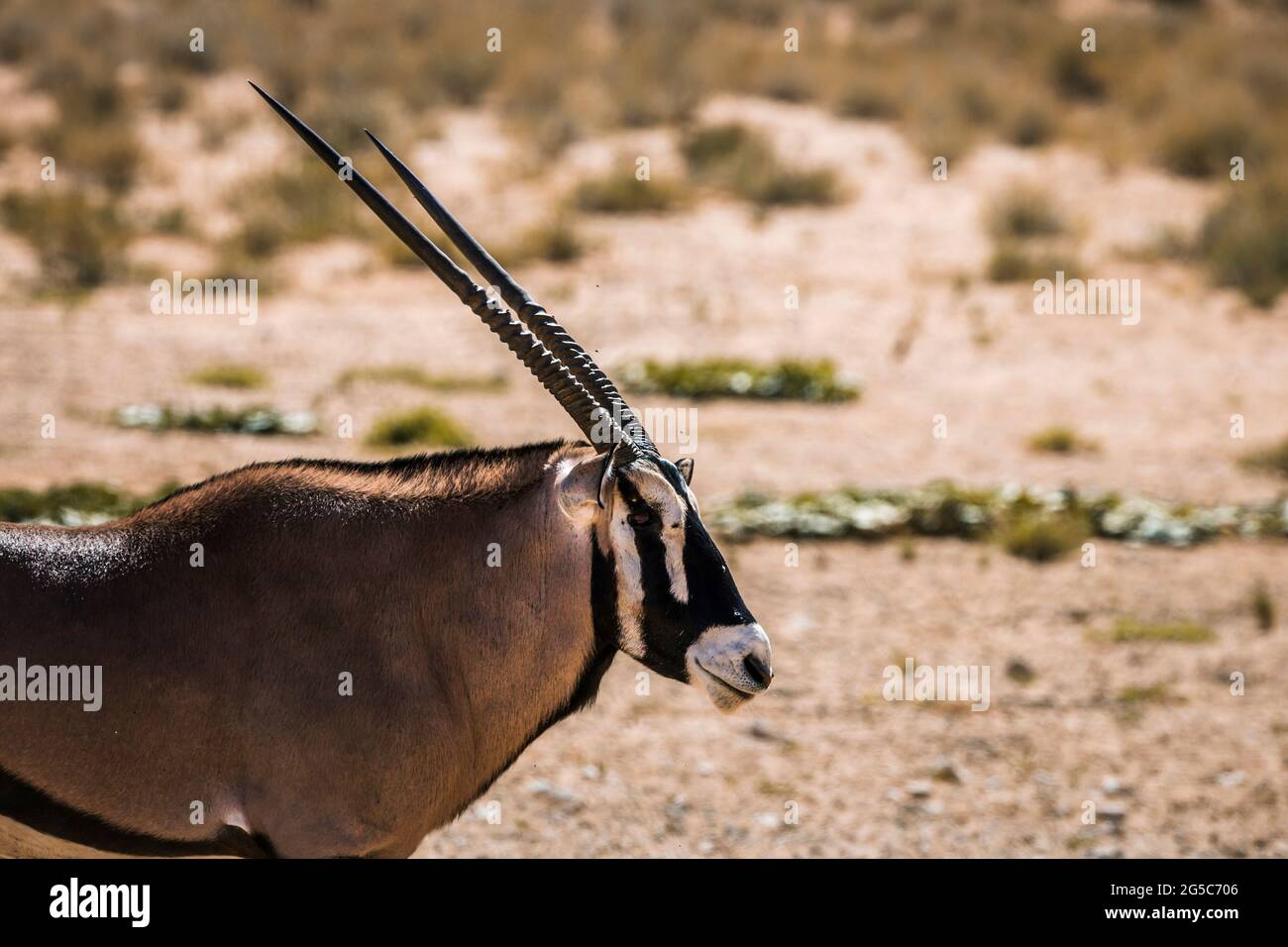 Portrait View Of Wilderness High Resolution Stock Photography and ...