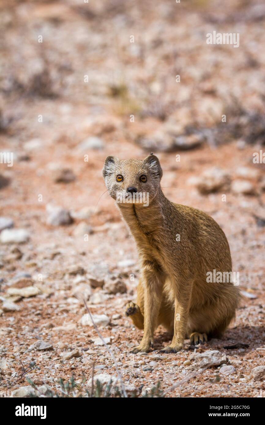 Yellow mongoose seated front view in Kgalagadi transfrontier park ...