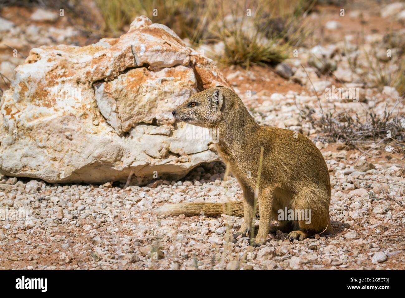 Yellow mongoose seated in dry land in Kgalagadi transfrontier park ...
