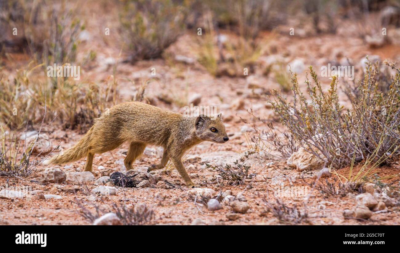 Mongoose kalahari hi-res stock photography and images - Alamy