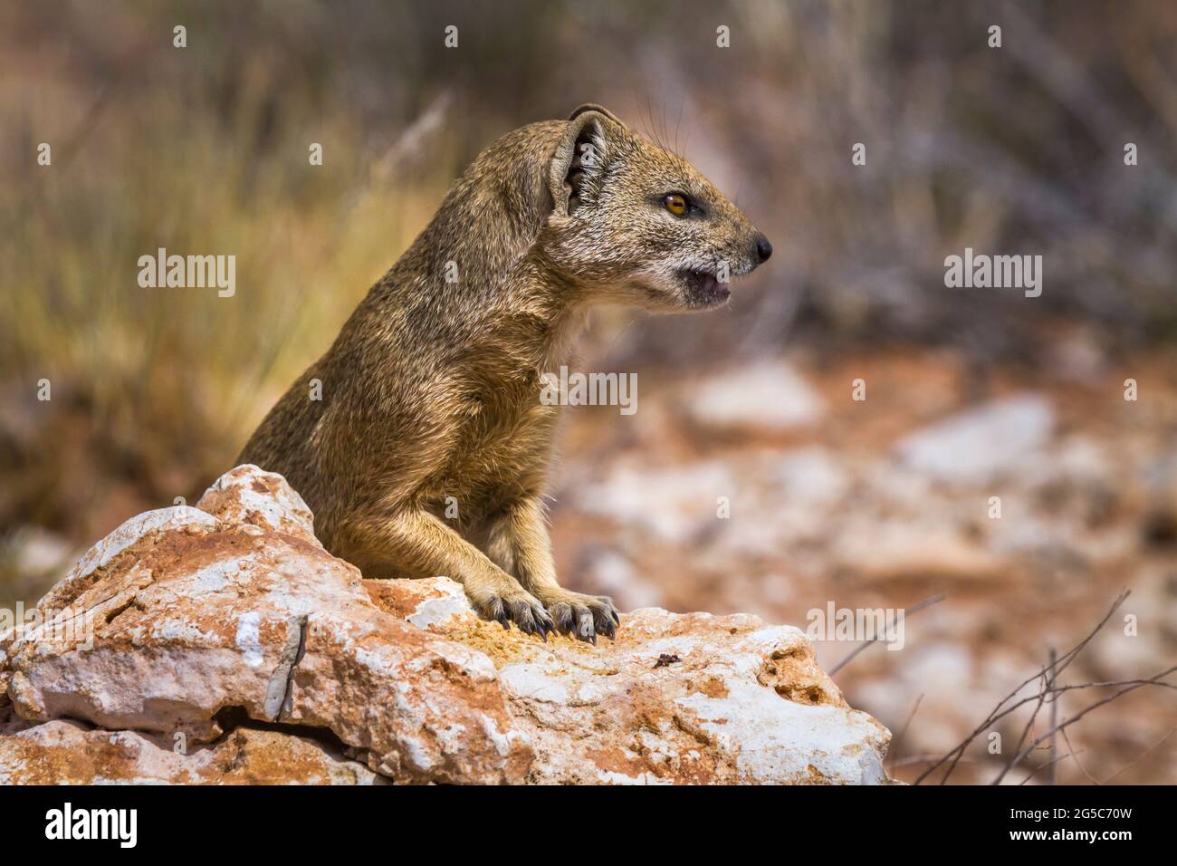 Yellow mongoose showing teeth in Kgalagadi transfrontier park, South ...