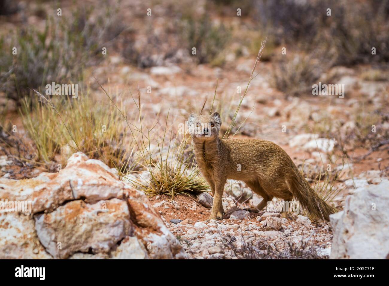 Yellow mongoose looking at camera in scrubland in Kgalagadi ...