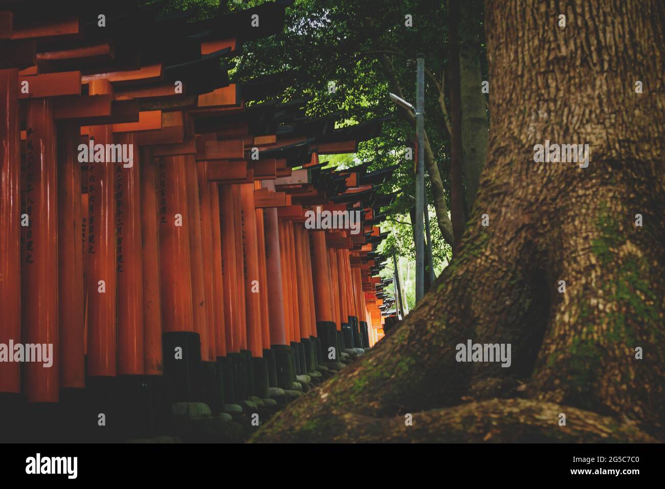 Row of orange torii gates in lush forest at the Fushimi Inari Taisha ...