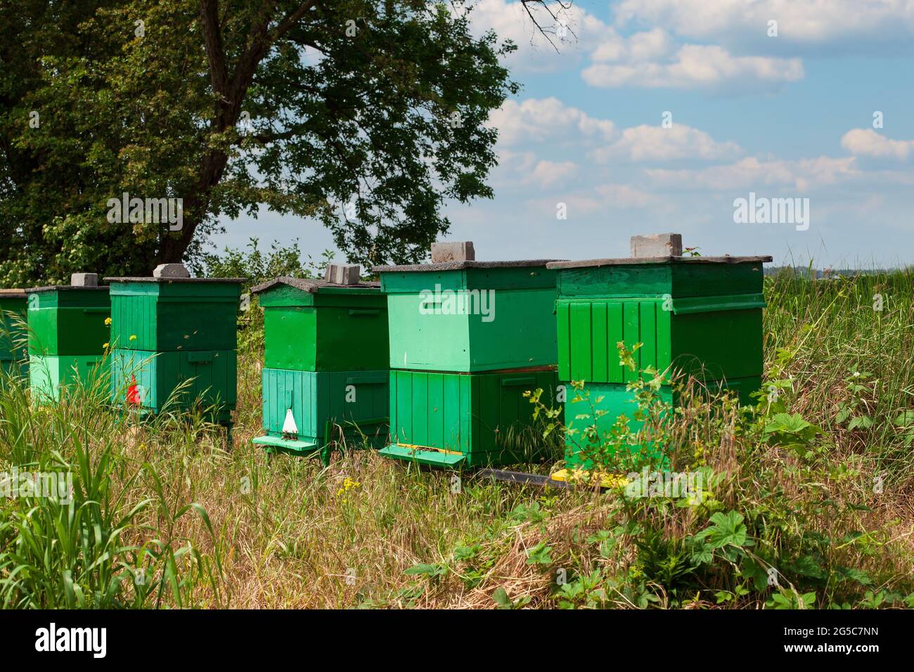 Line of apiaries in the field Stock Photo - Alamy