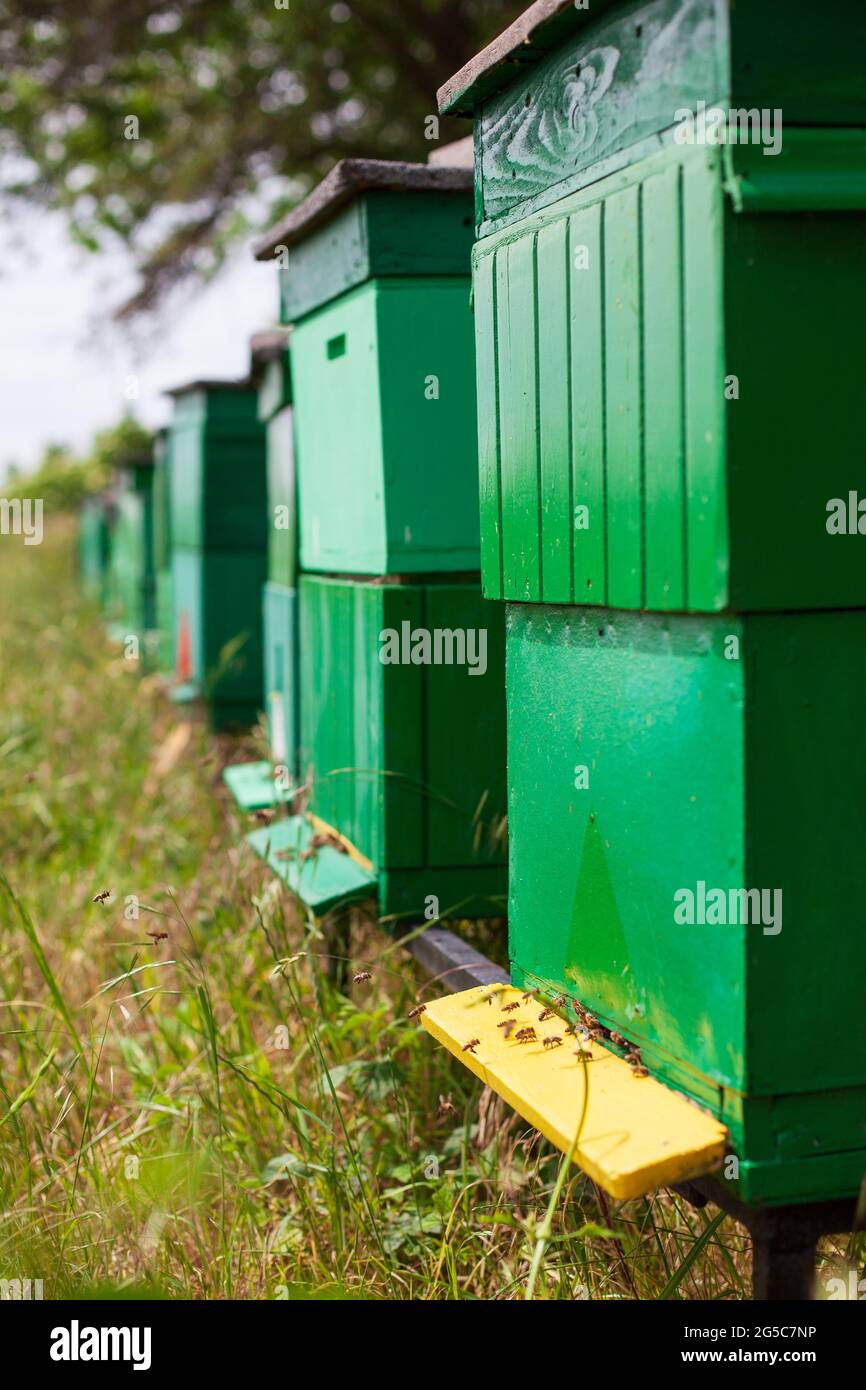 Line of apiaries in the field Stock Photo - Alamy