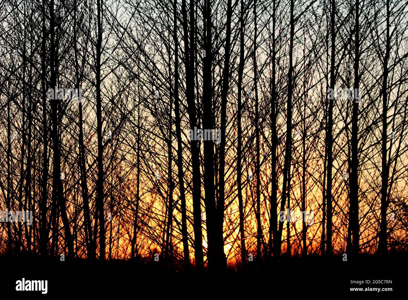 Beautiful dense symmetrical forest at sunset filled with tall thin ...