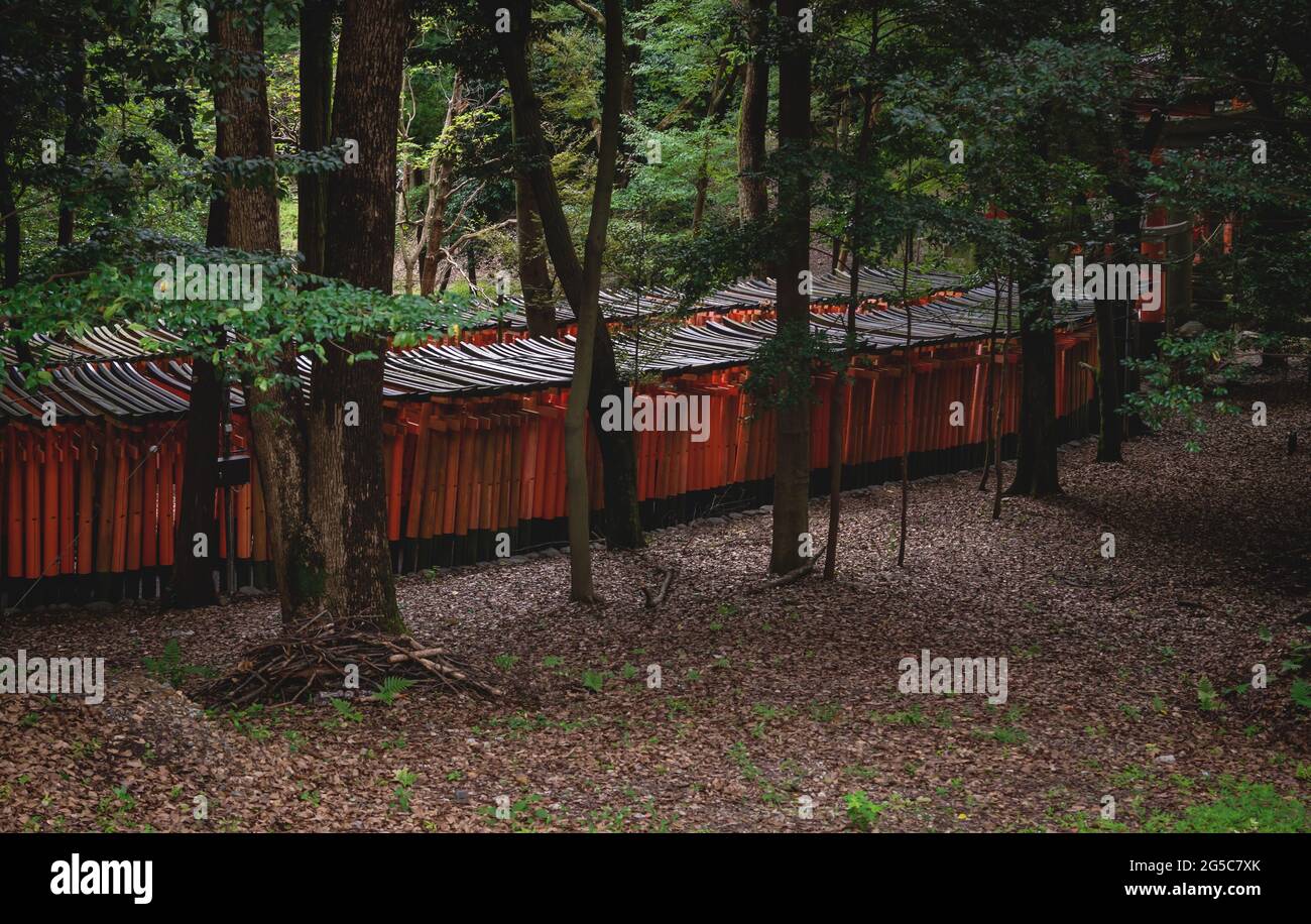 Row of orange torii gates in lush forest at the Fushimi Inari Taisha ...