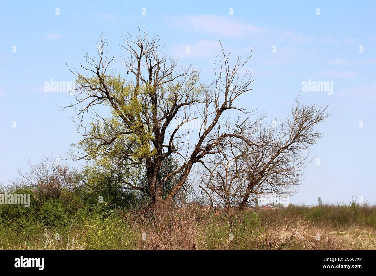 Strange Trees High Resolution Stock Photography and Images - Alamy