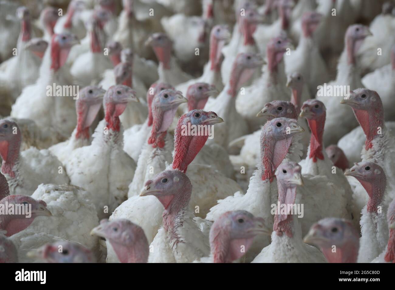 Red-white turkeys overcrowded in an area Stock Photo - Alamy