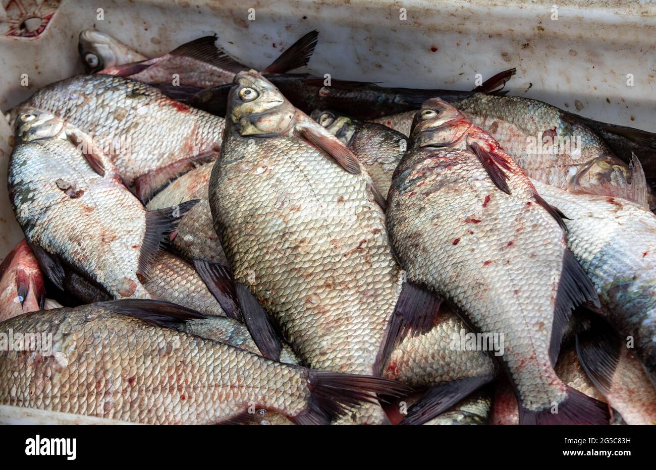 fresh fish sold straight from the fishing boat in the port Stock Photo ...