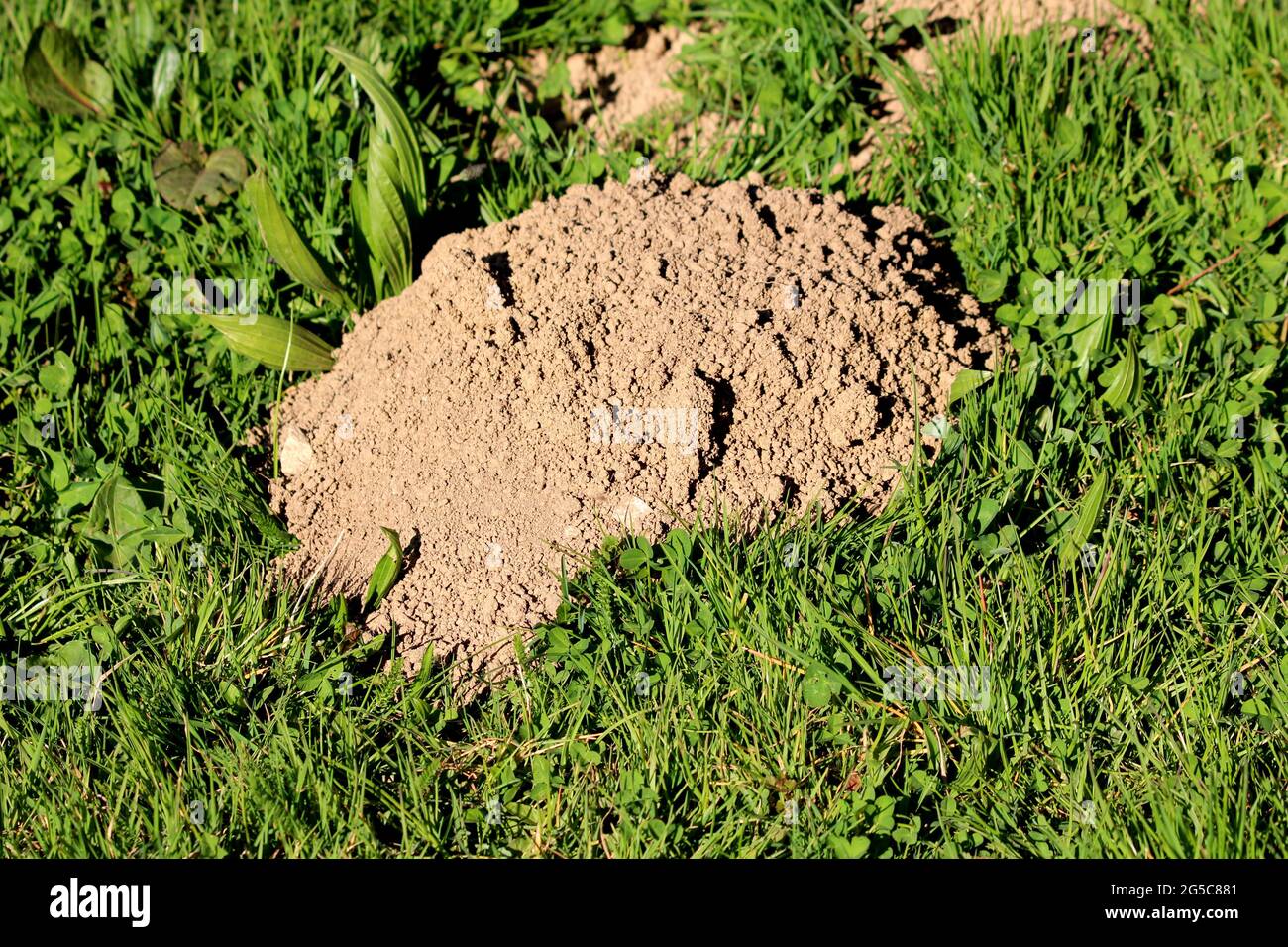 Molehill or conical mound of loose soil raised by small burrowing ...