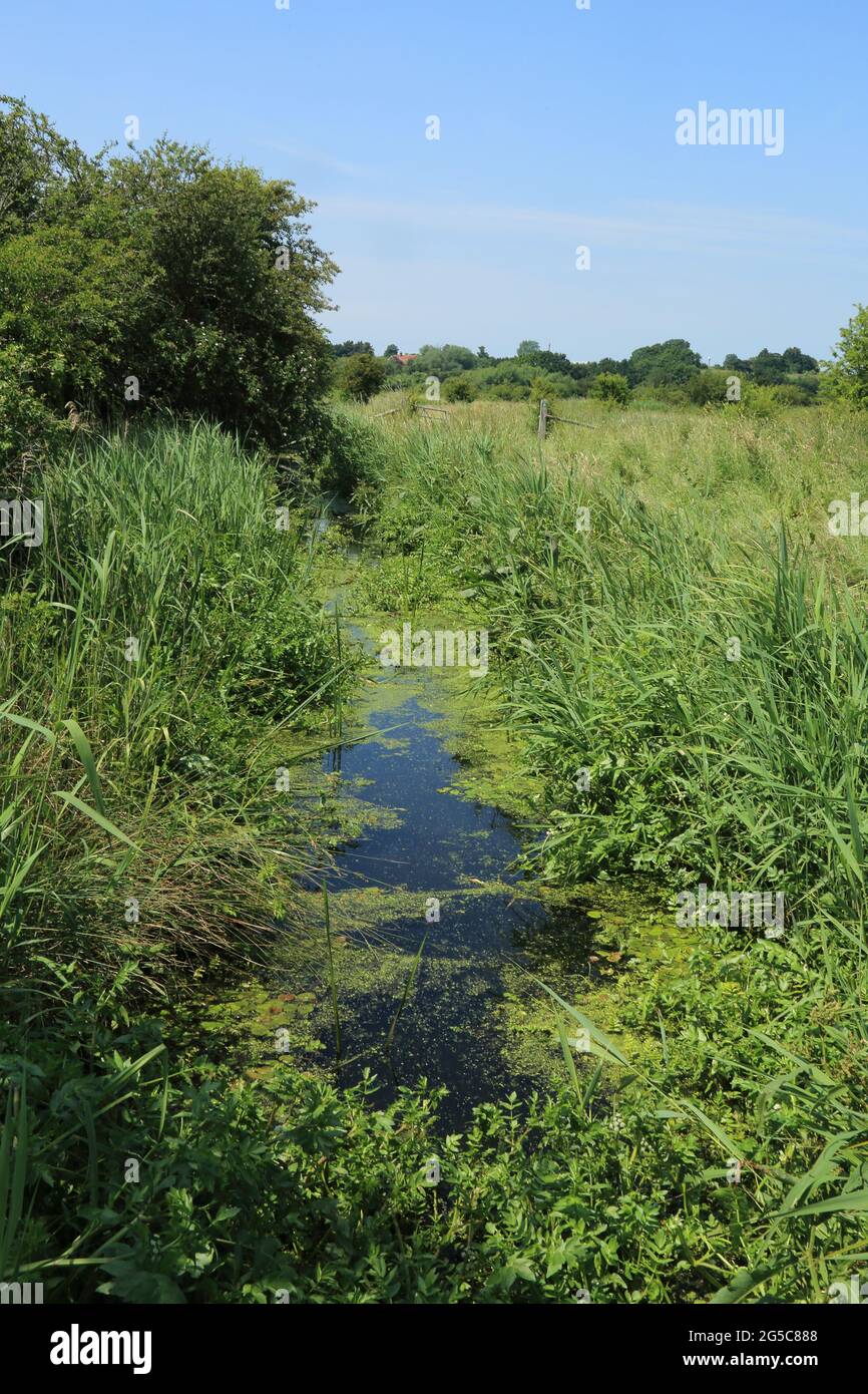 Drain on Stodmarsh Nature Reserve near Canterbury, Kent, England ...