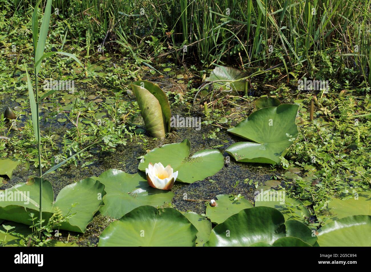 Waterlillies on Stodmarsh Nature Reserve near Canterbury, Kent, England ...