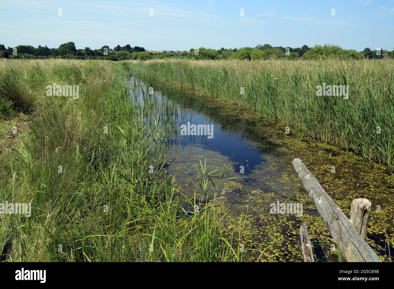 Stodmarsh kent wildlife hi-res stock photography and images - Alamy