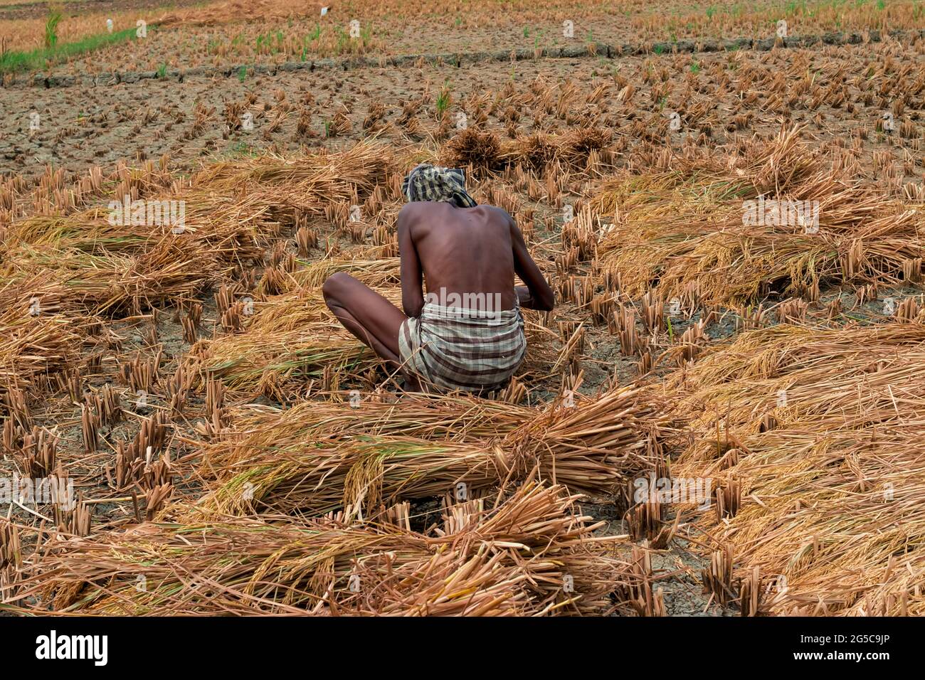 Old woman cutting rice in the fields Stock Photo - Alamy