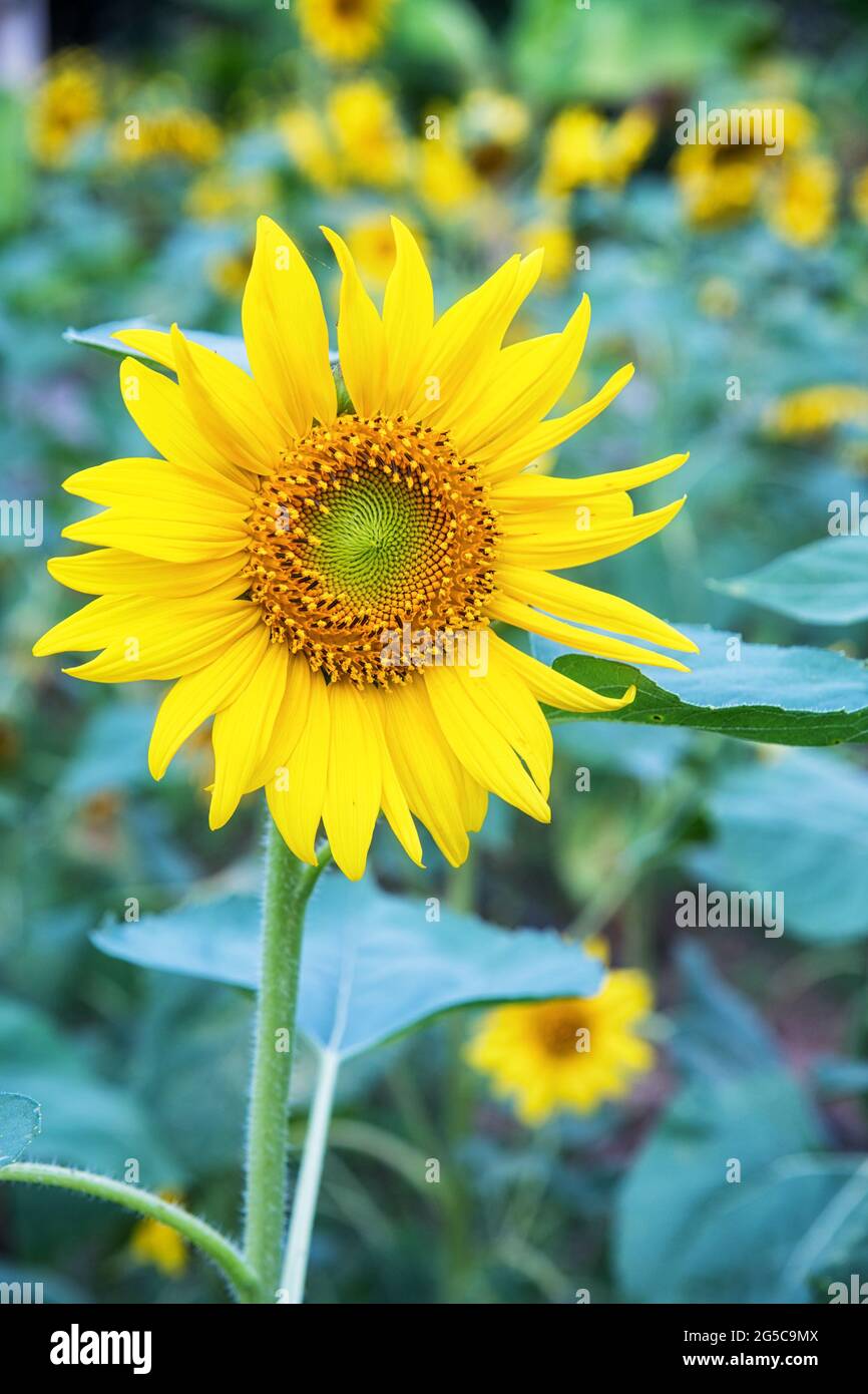 Beautiful big yellow sunflower bloom blossomed in the field Stock Photo ...