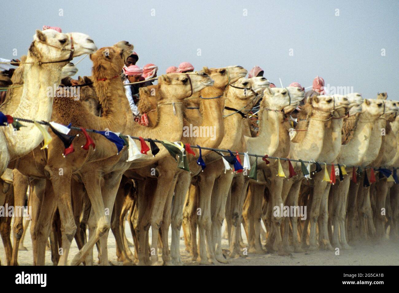 Camel race outside Doha in Qatar in 1991. At that time, children were ...