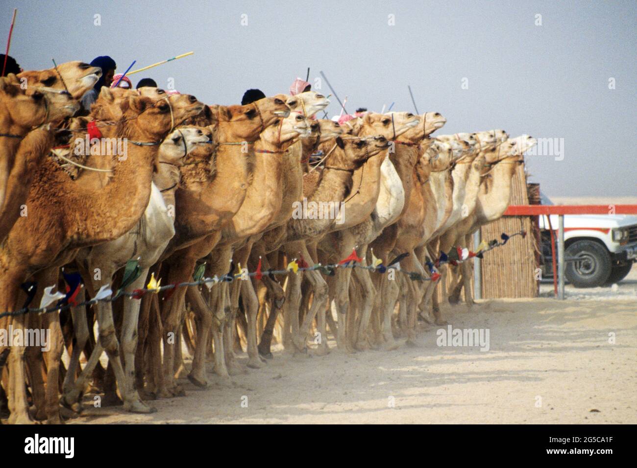 Camel race outside Doha in Qatar in 1991. At that time, children were ...