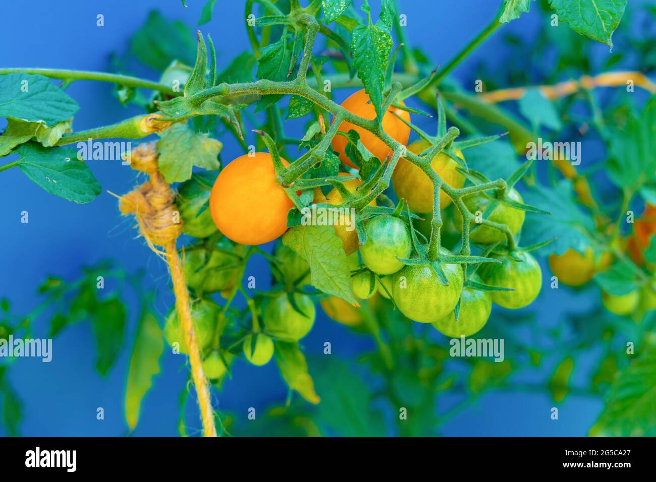 branch of ripe cherry tomato growing on a bush isolated on a color background Stock Photo - Alamy