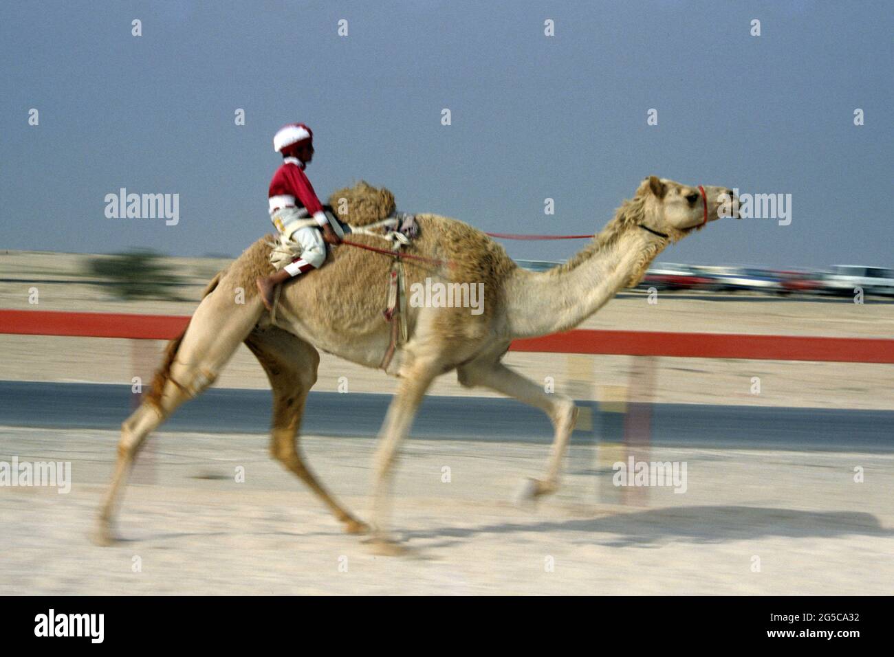 Camel race outside Doha in Qatar in 1991. At that time, children were ...